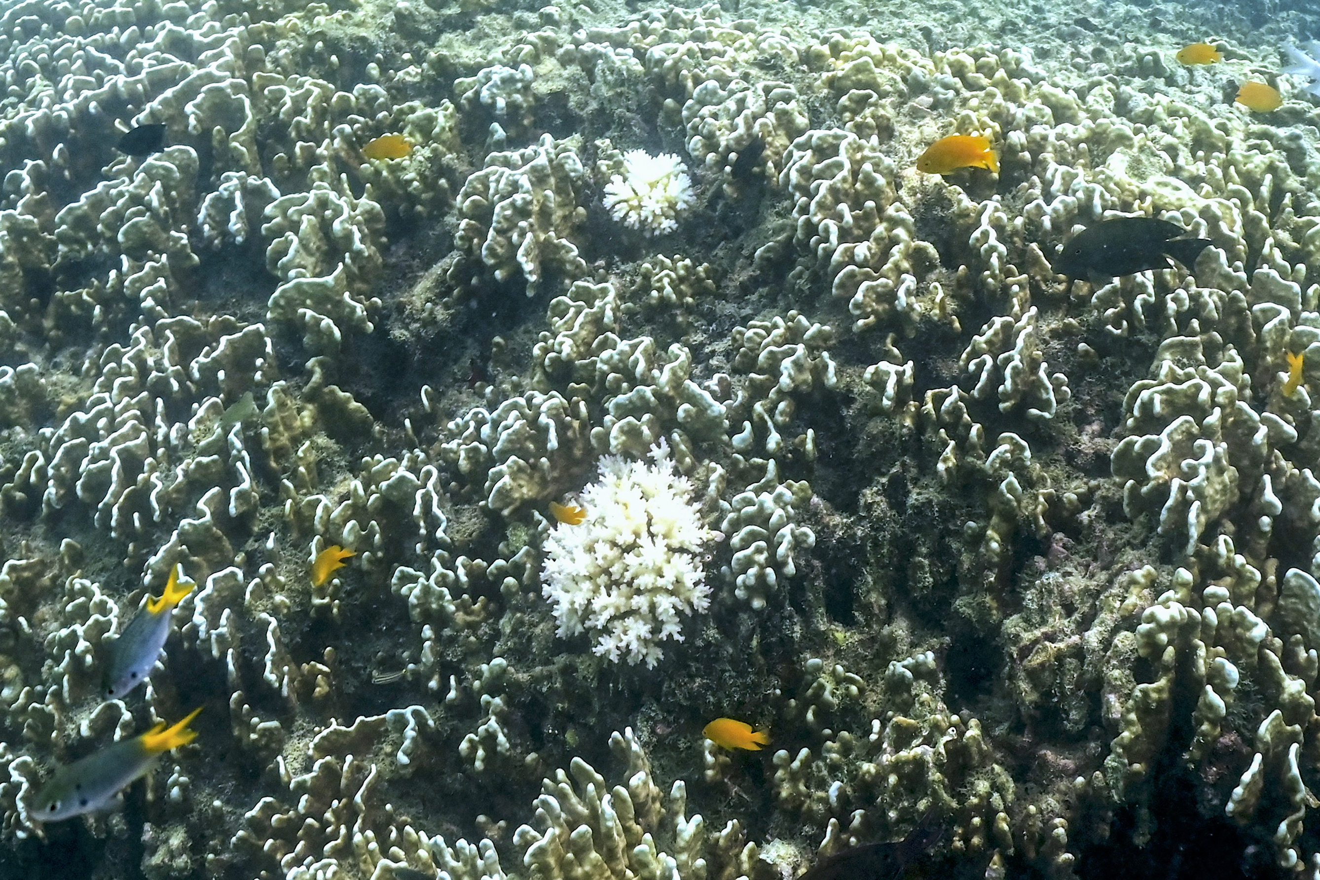 JCU drones reveals mass coral death in Far North - 4CA